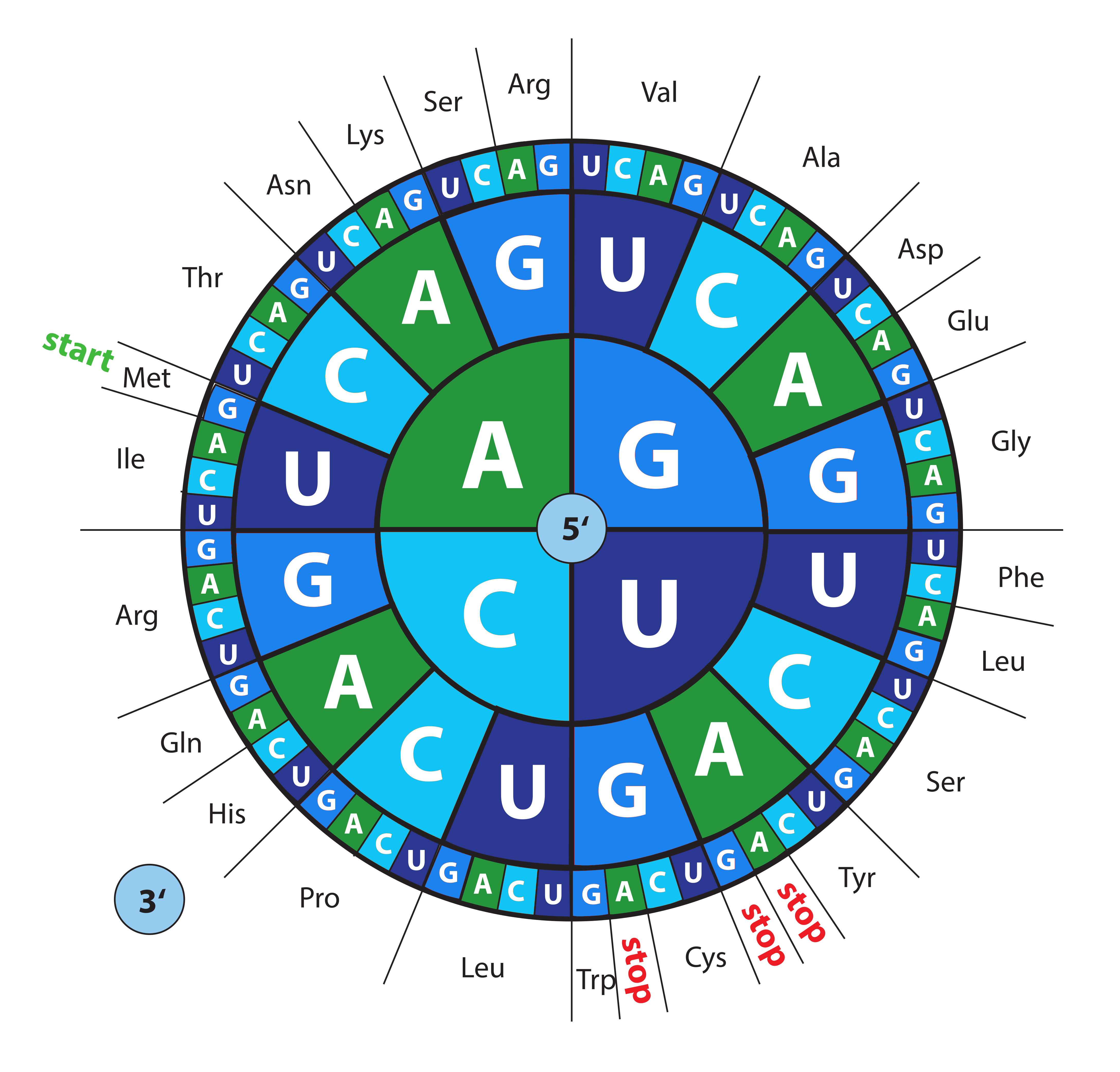 Blue Heron Biotech LLC Gene Synthesis Codon Optimization